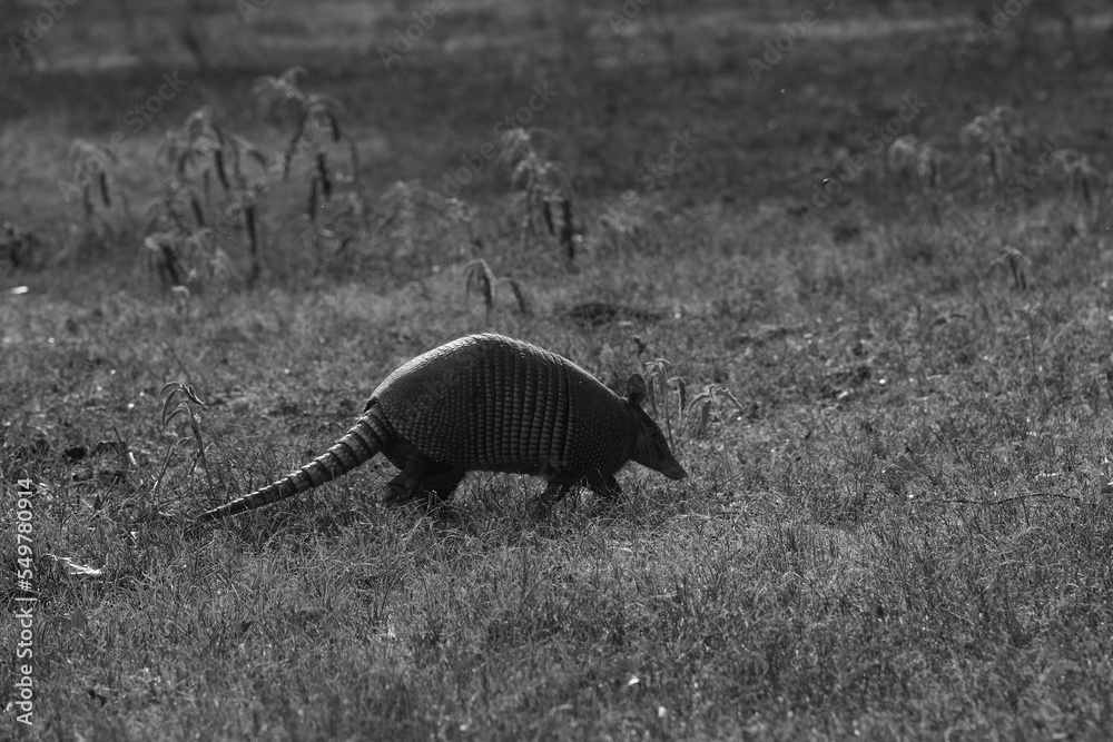 Nine-banded armadillo in black and white in Texas grass field. Stock ...