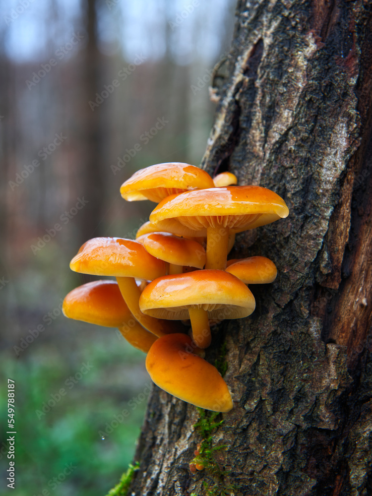 Flammulina velutipes (Enoki or Velvet Shank) mushroom on the tree ...