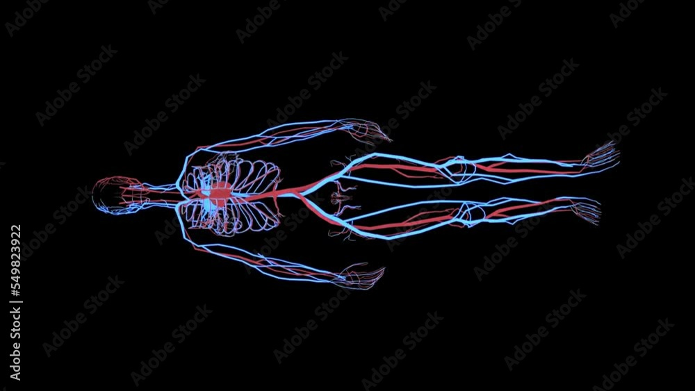 Female body scanning blood vessel, lymphatic, circulatory system in ...