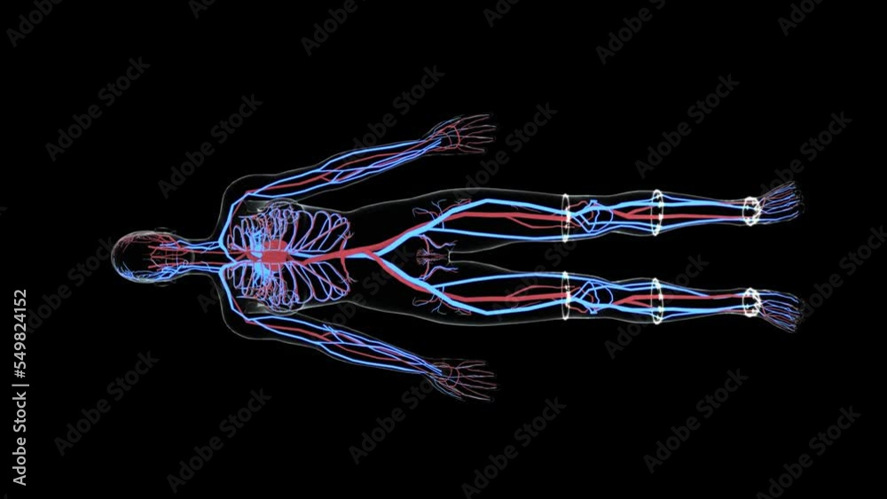 Vídeo do Stock: Female body scanning blood vessel, lymphatic ...
