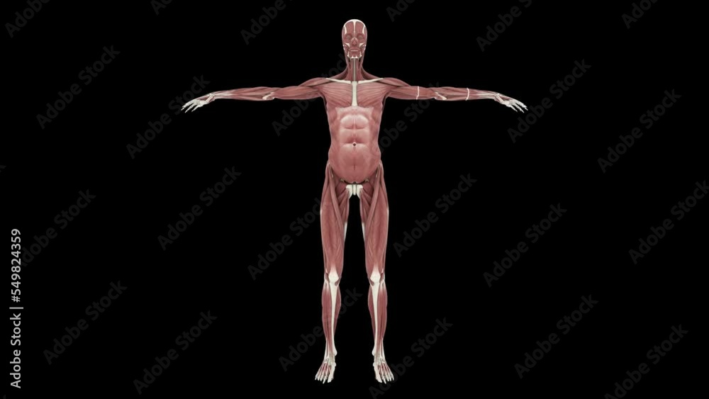 Muscular System, female, 4K animation. Camera rotation showing all the ...