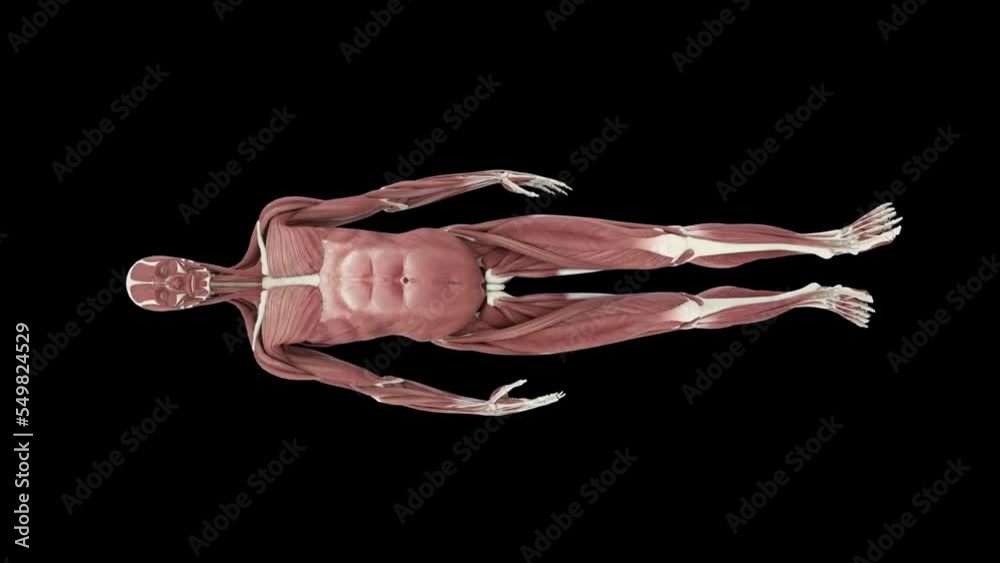 Muscular System, female, 4K animation. Camera rotation showing all the ...