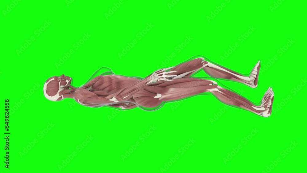 Muscular System, female, 4K animation. Camera rotation showing all the ...