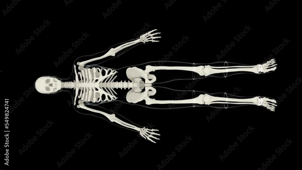 3d animation of a human female skeleton rotating at Full Height, with ...