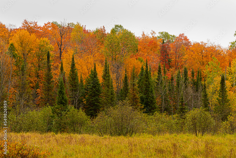 Northwoods Fall Color Stock Photo | Adobe Stock