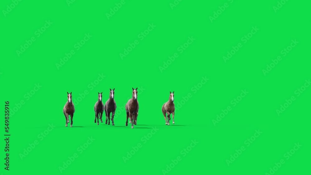 Group of Horses Run Green Screen Front 3D Animations Rendering CGI 4K ...