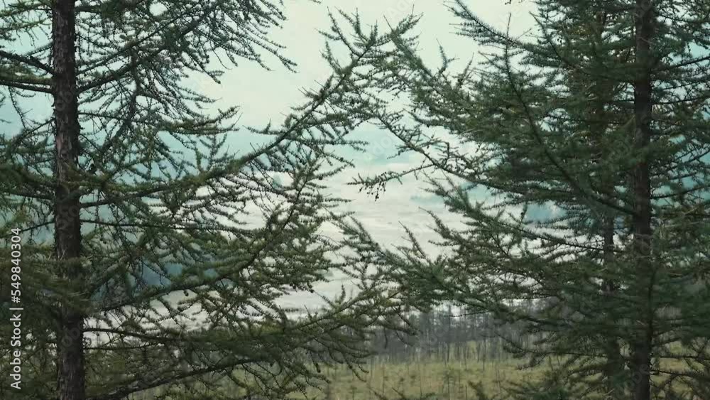 Taiga of Eastern Siberia consist hardy tree (northernmost tree species ...
