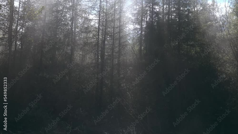 Boreal forests (taiga) of Eastern Siberia consist hardy tree Dahurian ...