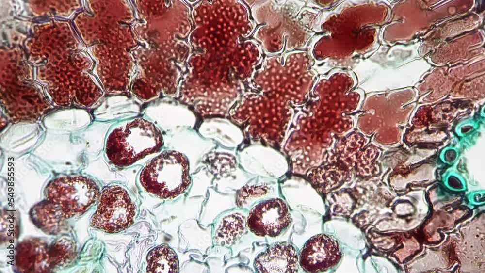 Pinus leaf in cross cut filmed under microscope with 400x times ...