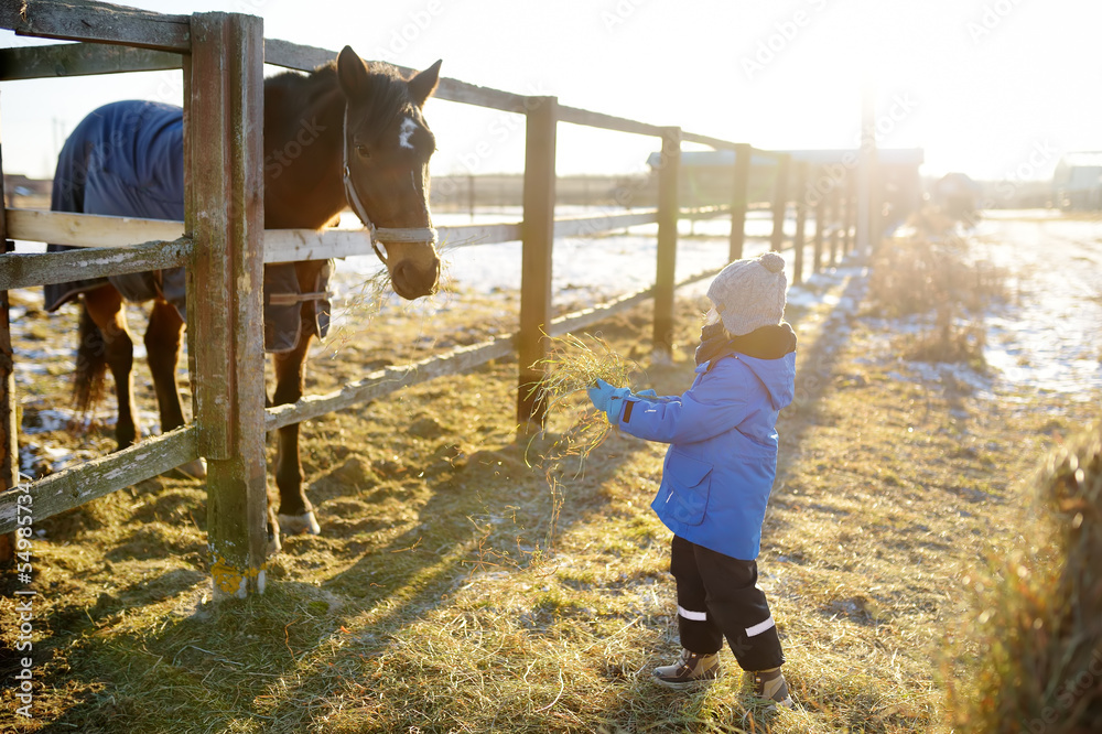 A child is having fun on a farm with animals on winter day. A little ...