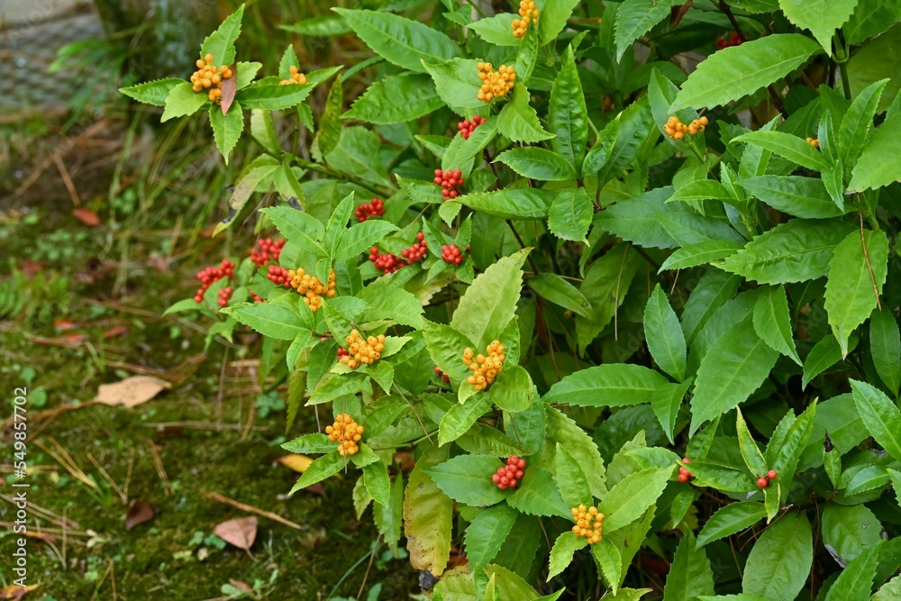 Japanese sarcandra berries. Chloranthaceae evergreen shrub. It grows in ...
