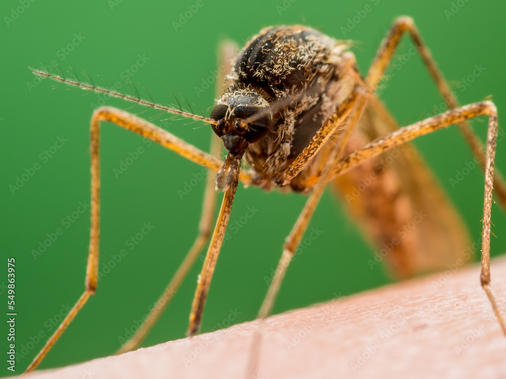 Malaria Infected Mosquito Bite. Leishmaniasis, Encephalitis, Yellow ...