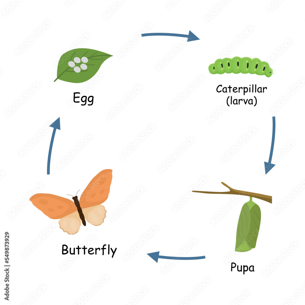 Life Cycle Of A Butterfly Diagram Life Cycle Of A Butterfly Diagram