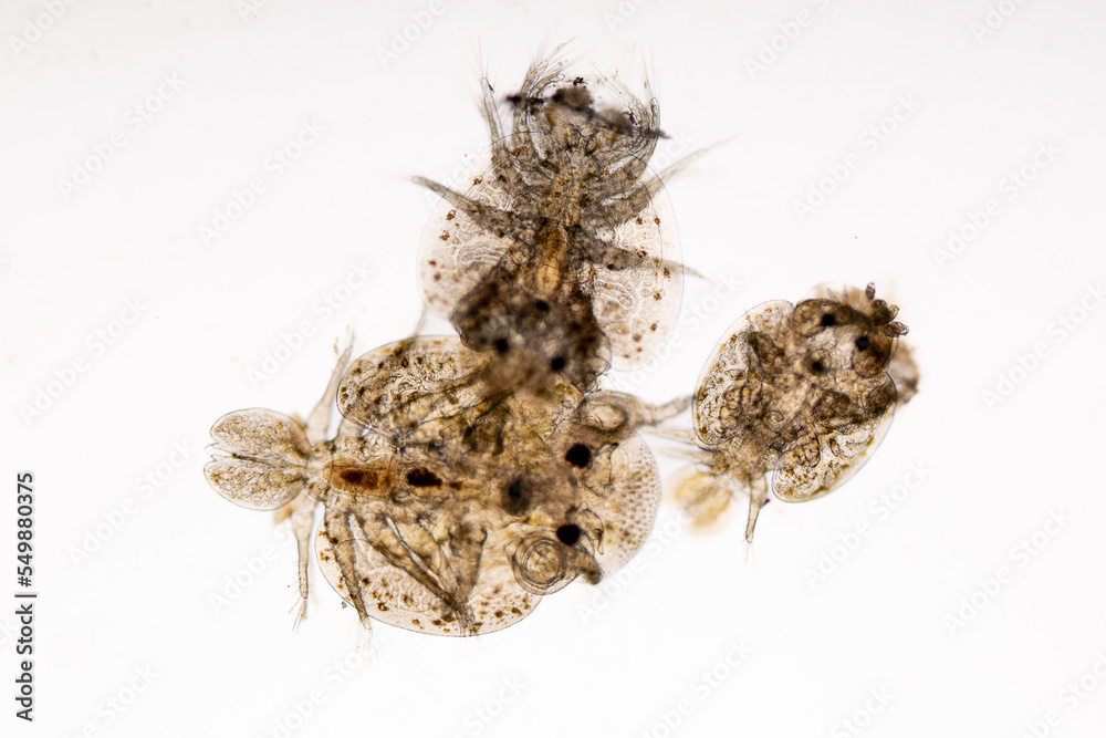 Patterns and backgrounds of Parasitic (Argulus sp. And (Clinostomum sp ...