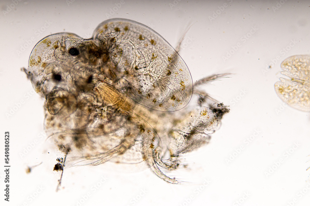 Patterns and backgrounds of Parasitic (Argulus sp. And (Clinostomum sp ...