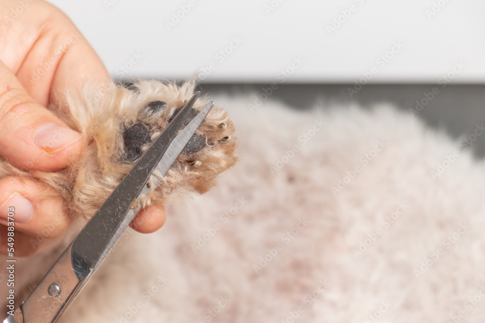 estetica canina corte de pelo french poodle Stock Photo | Adobe Stock