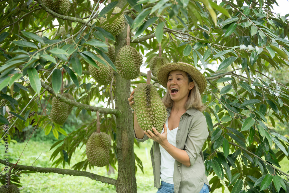 Happy young asian woman farmer holding durian in durian plantation ...