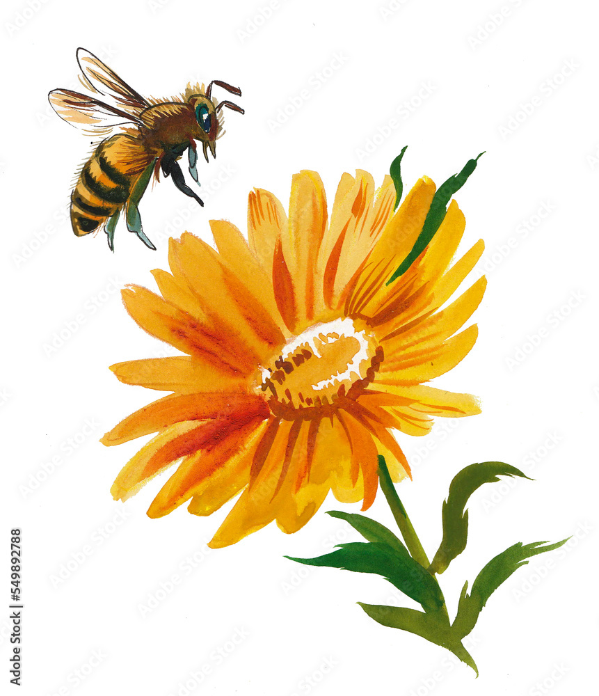 Yellow flower and flying honey bee. Ink and watercolor drawing Stock ...