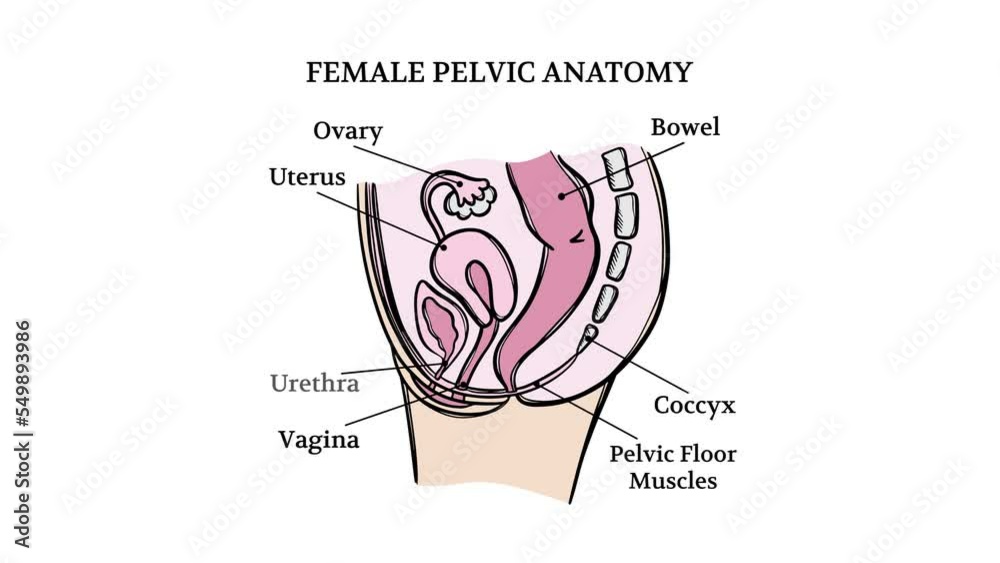 Female Pelvic Anatomy Video General Diagram With Explanatory Text For