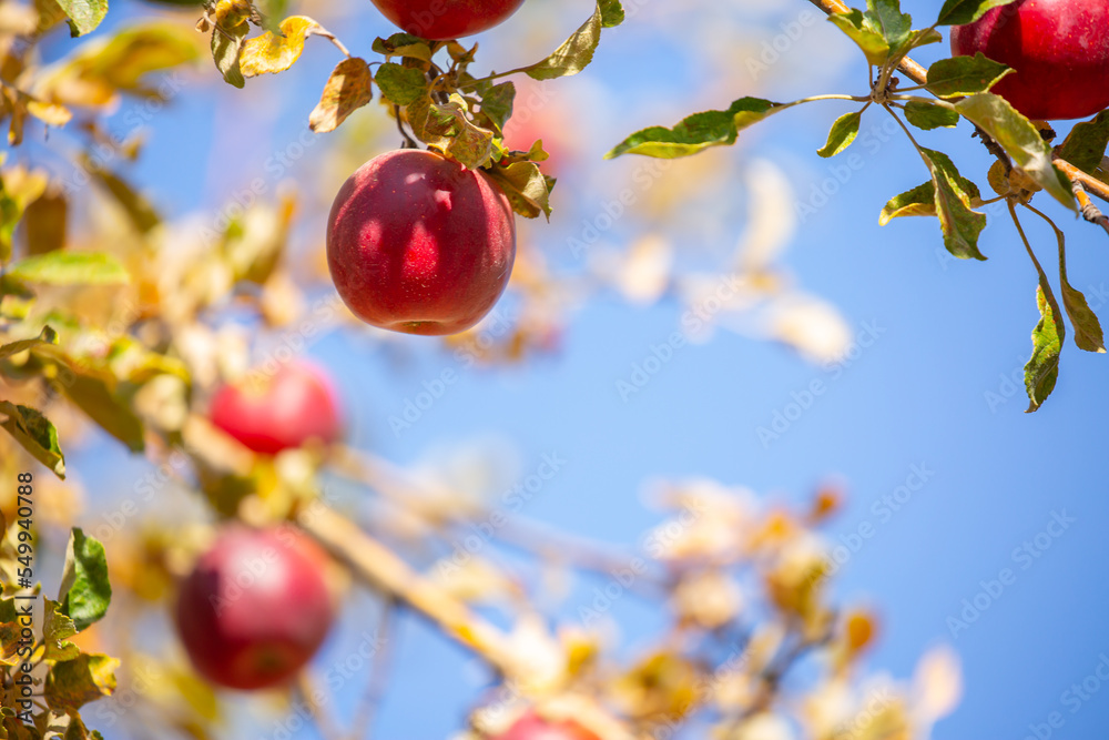 Harvest of apples on a plantation in the garden. Fruit trees with ...