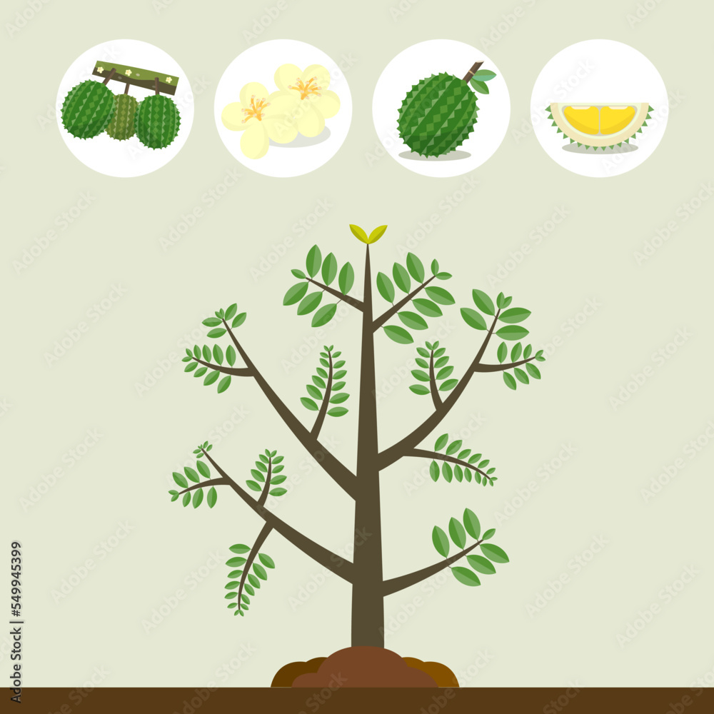 Durian tree with fruits ,flower and branch vector illustration. Tree ...