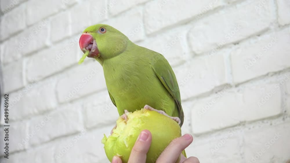 Vidéo Stock Parrot Eating Apple, Alexandrine Parakeet Bird Eats Fruits ...
