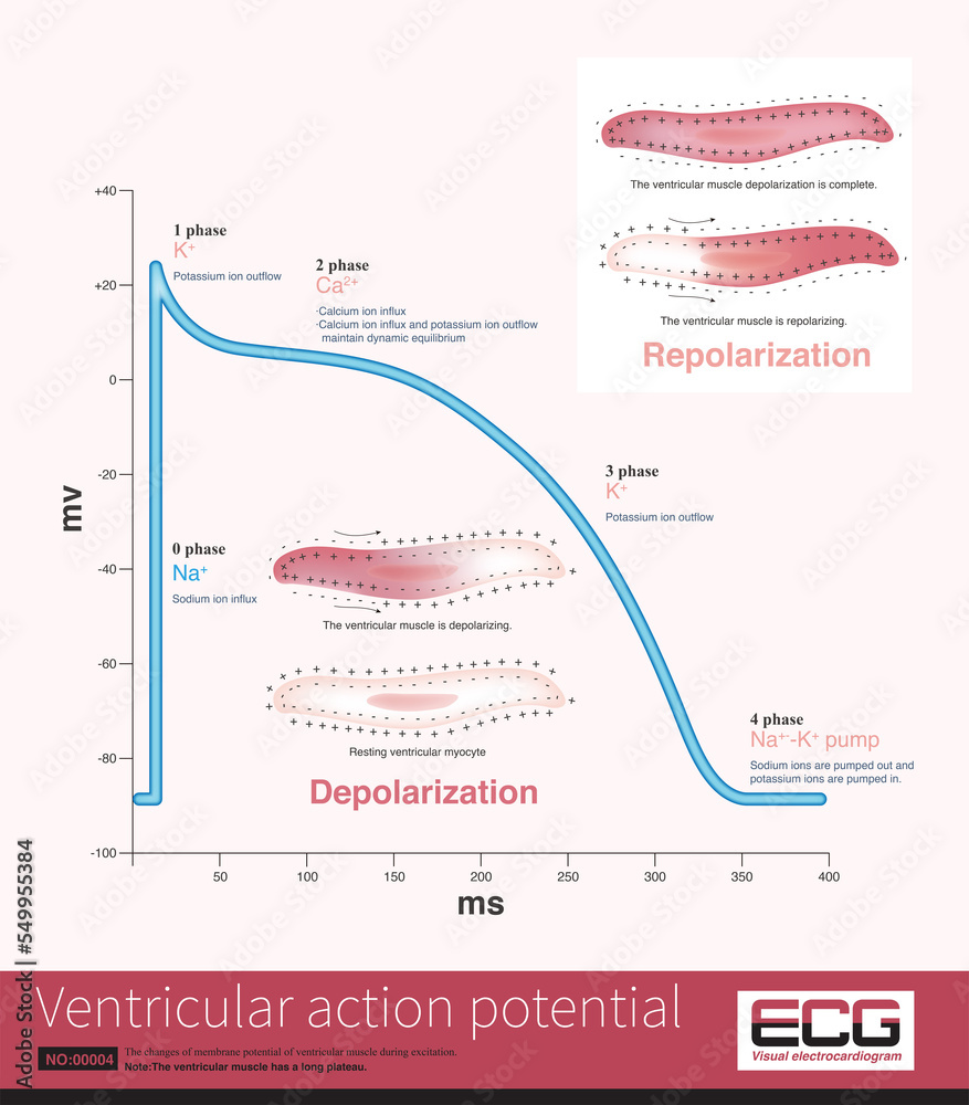 After the ventricular muscle is stimulated, the membrane potential will ...