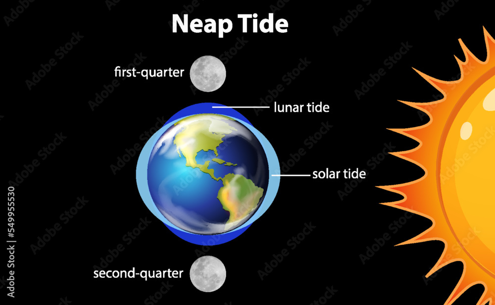 Diagram showing neap tides Stock Vector | Adobe Stock