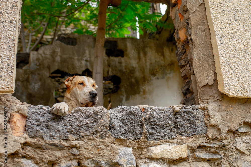 Abandoned animals on the streets of a ruined city, stray dogs near ...