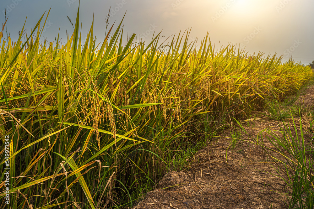 Beautiful golden ear of Thai jasmine rice plant on organic rice field ...