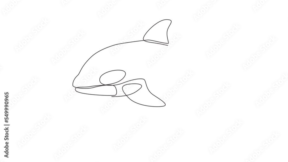 Animated self drawing of continuous line draw whale killer orca in ...