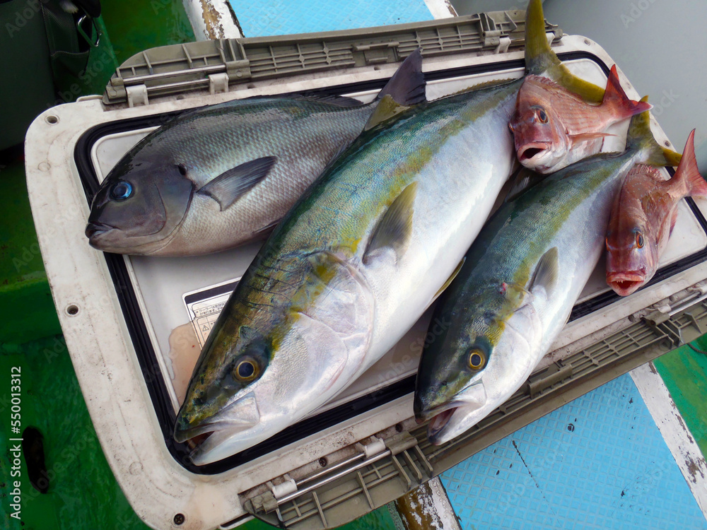 Yellow tail (Japanese Amberjack, Inada, Warasa, Buri) , Red seabream ...