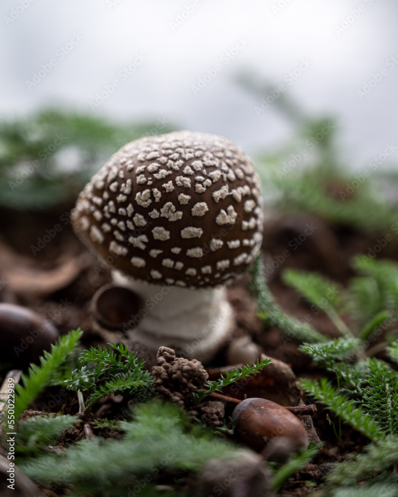 Amanita pantherina (Amanite panthère). mushroom white and brown. Stock ...