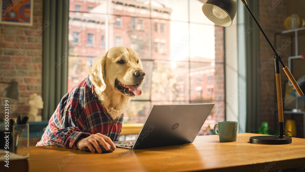 Foto de Golden Retriever Dog in a Checkered Shirt Sitting Behind a ...