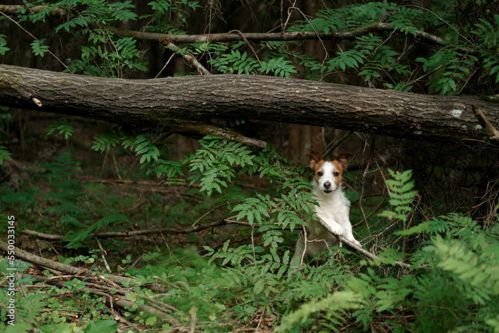 dog in the green forest. Jack Russell Terrier in nature among the trees ...