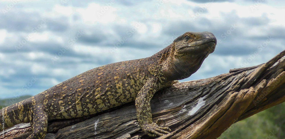 The rock monitor (Varanus albigularis) is a species of monitor lizard ...