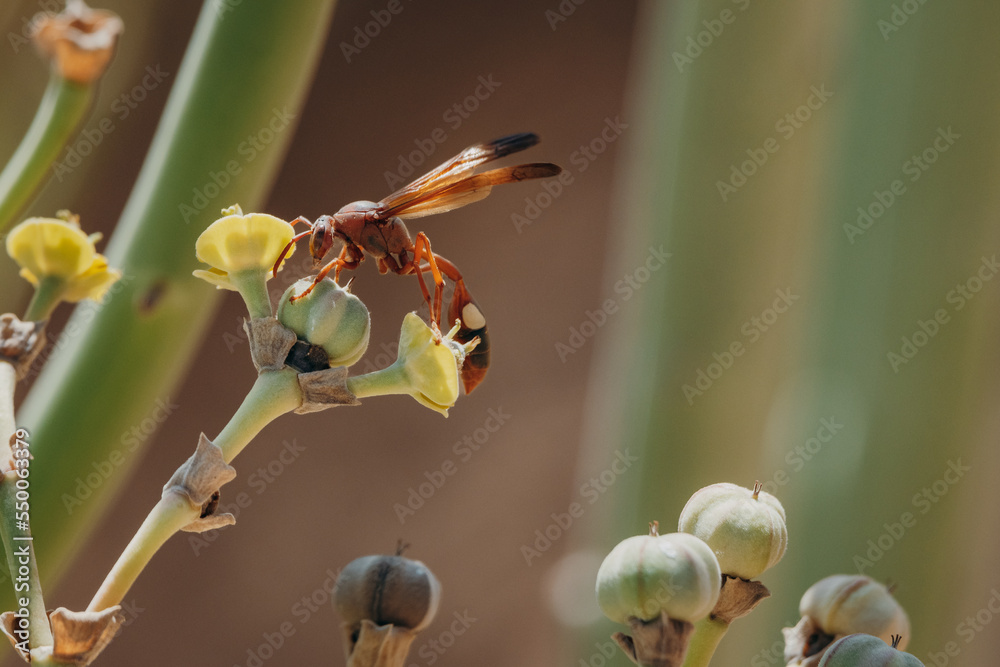 Stark taillierte südafrikanische Wespe (Belonogaster spec.) besucht die ...
