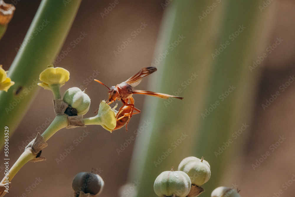 Stark taillierte südafrikanische Wespe (Belonogaster spec.) besucht die ...
