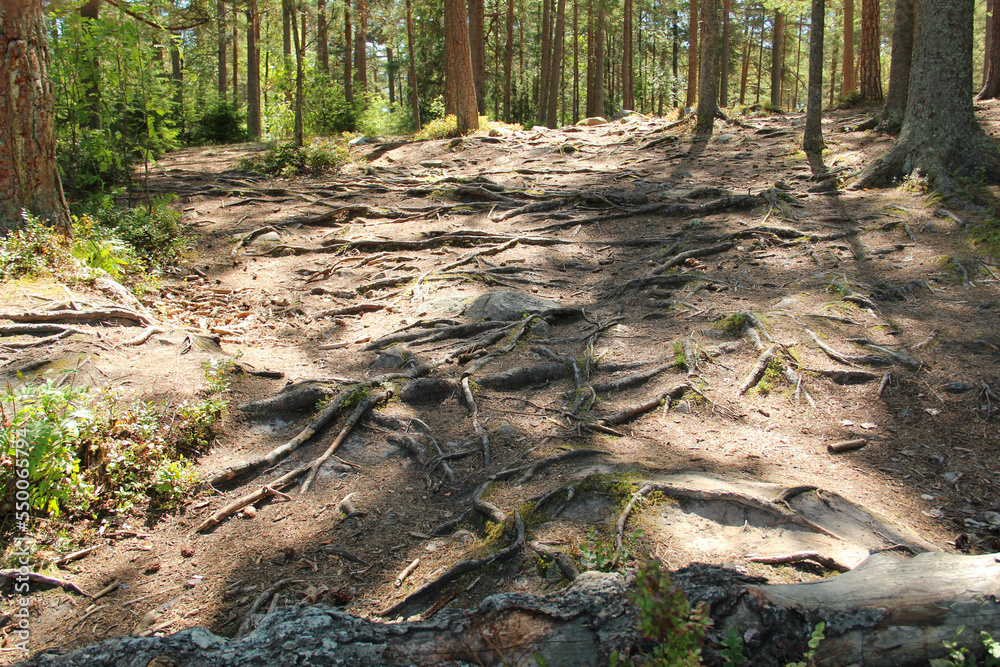 Root system from pine trees in a wood Stock Photo | Adobe Stock