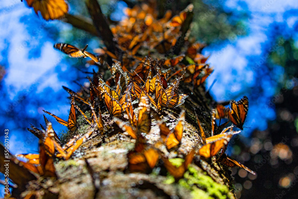 Colony of Monarch butterflies (Danaus plexippus) on a pine trunk in a ...