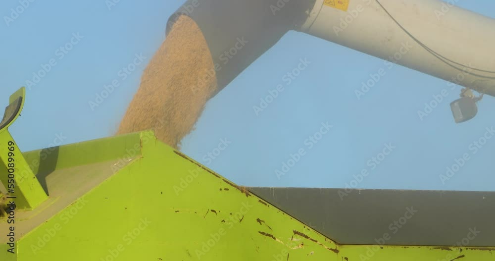 Rice harvester unloading the rice grain onto the lorry truck ...