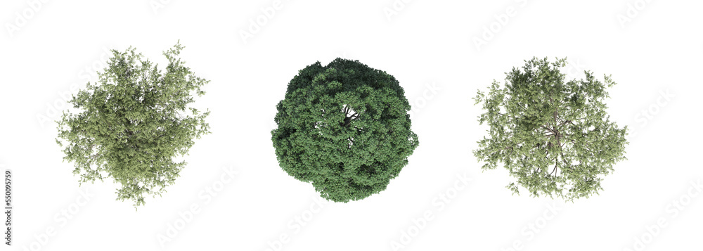 tree top view, isolate on a transparent background, 3d illustration ...