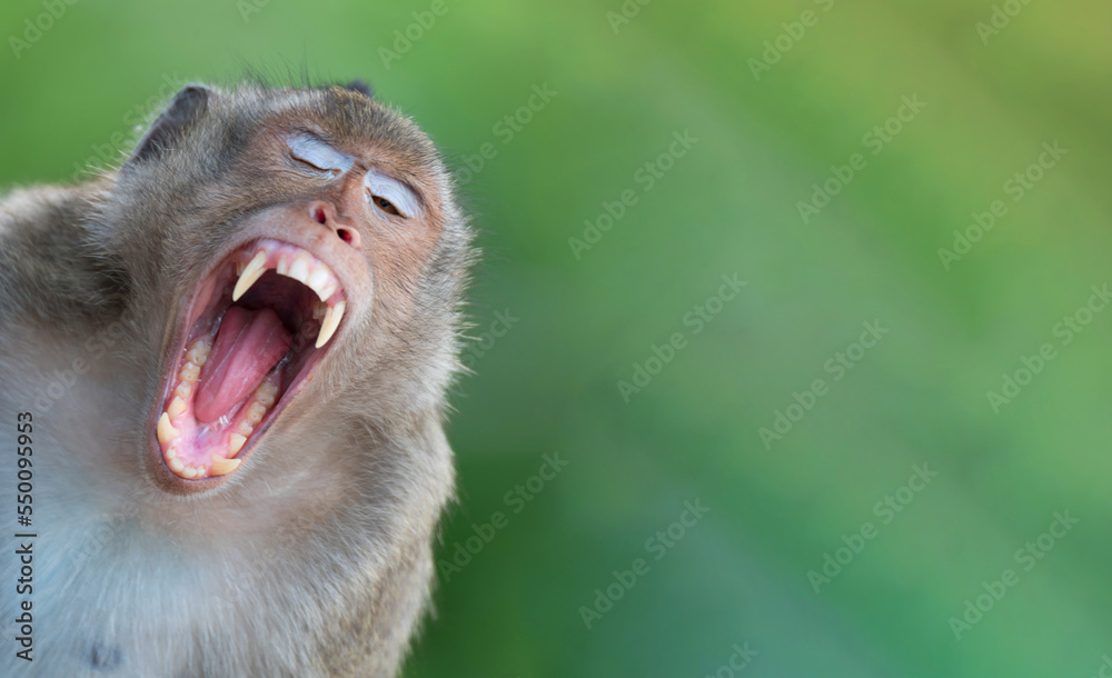 Asian Funny monkey yawning with its mouth wide open with teeth, canine ...