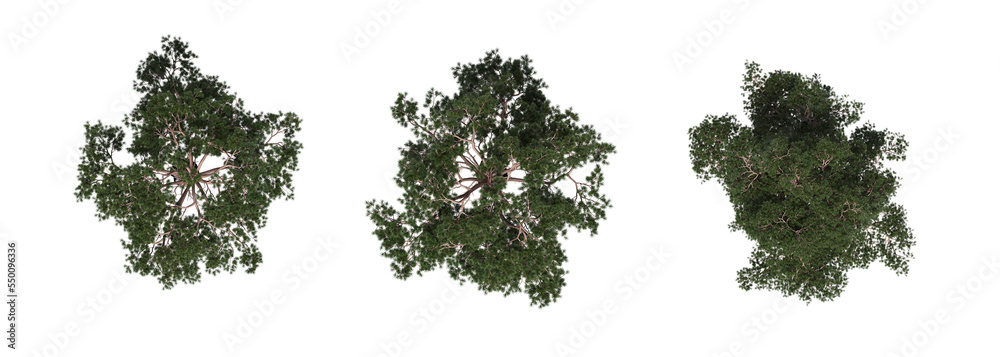 tree top view, isolate on a transparent background, 3d illustration ...