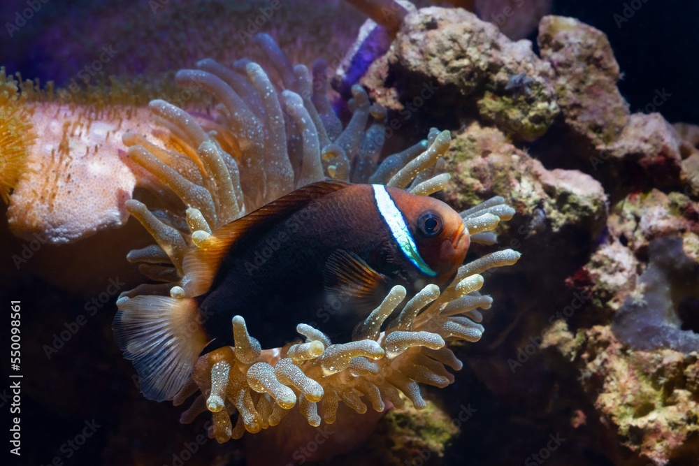 young tomato clownfish rest in bubble tip anemone, predator animal move ...
