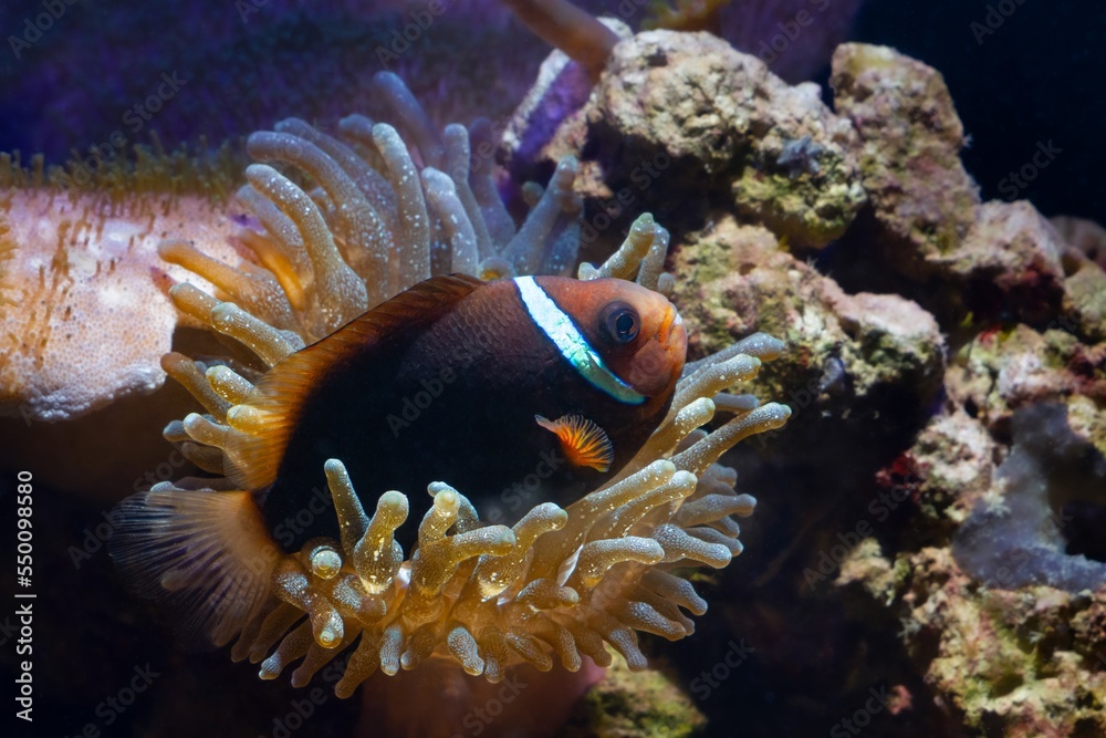 young tomato clownfish hide in bubble tip anemone, predator animal move ...
