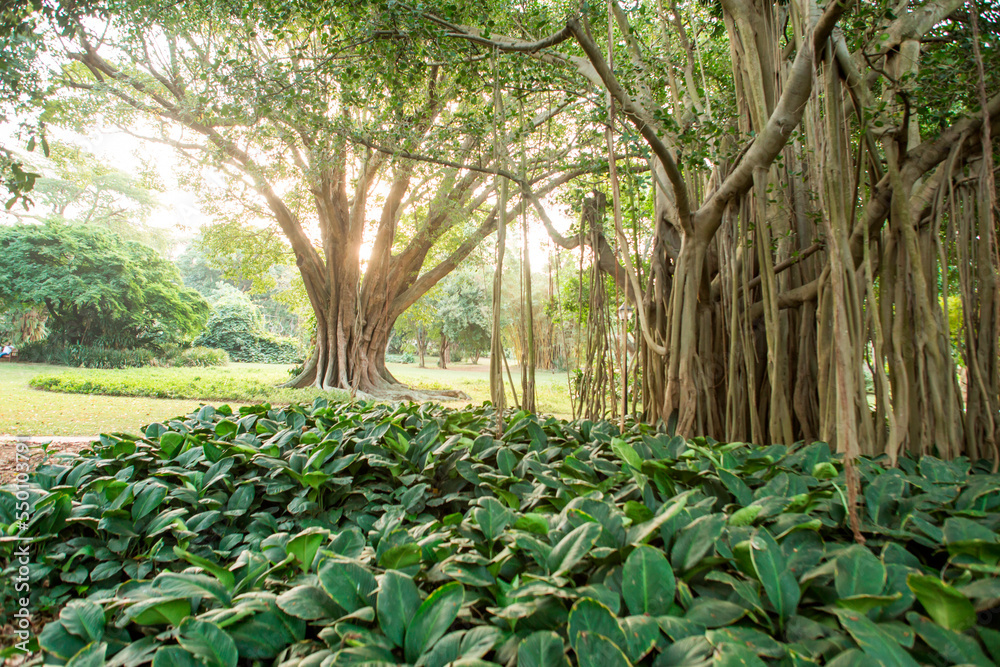 Indian banyan tree (Ficus benghalensis) at Durban Botanic Gardens ...