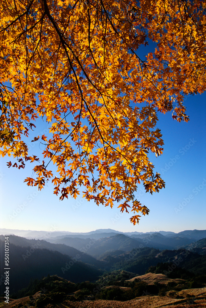 landscape, maple tree in fall color in Austin Creek State Park Stock ...