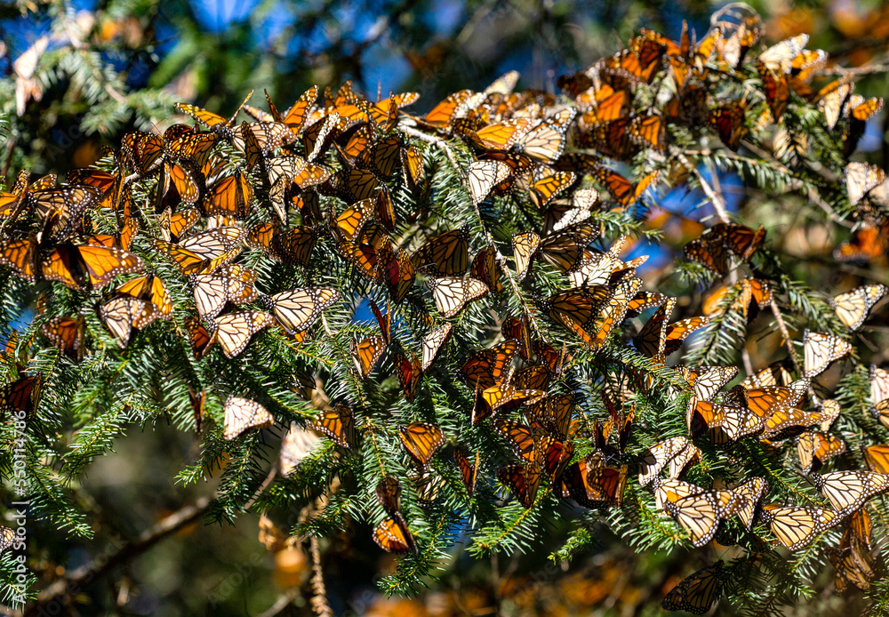 Colony of Monarch butterflies (Danaus plexippus) are sitting on pine ...