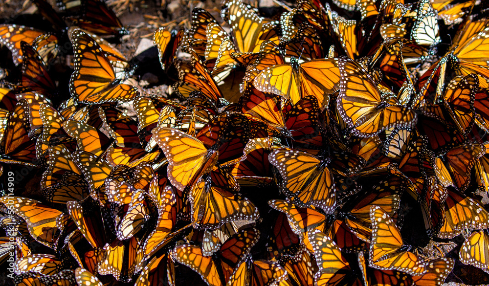 Big colony of Monarch butterflies (Danaus plexippus) close-up in the ...